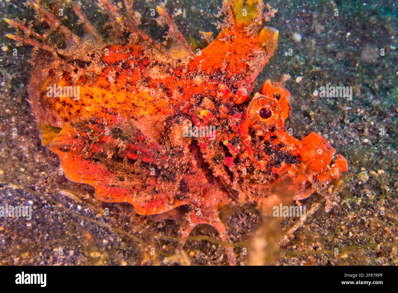 Stinger Zoology High Resolution Stock Photography and Images - Alamy