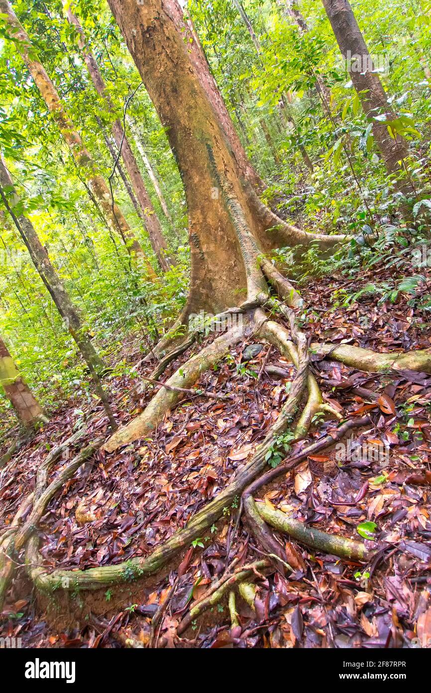 Old trees and Roots, Sinharaja National Park Rain Forest, Sinharaja ...