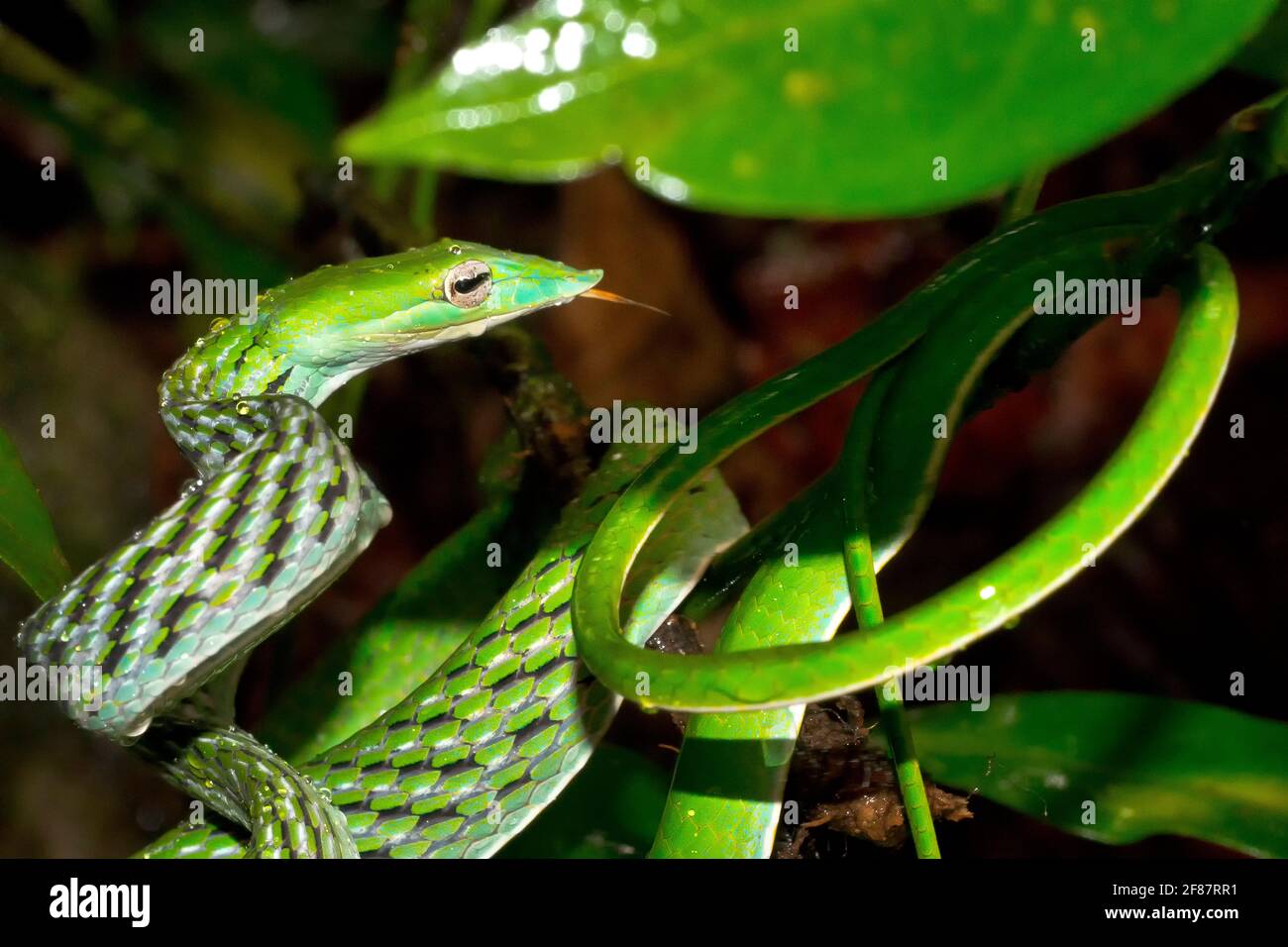 Green Vine Snake, Long-nosed Whip Snake, Ahaetulla nasuta, Sinharaja ...