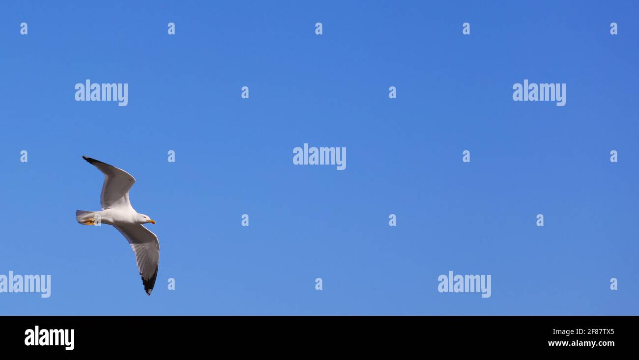 seagull flying with blue sky, space for text Stock Photo - Alamy