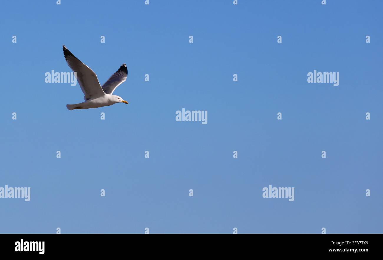 seagull flying with blue sky, space for text Stock Photo - Alamy
