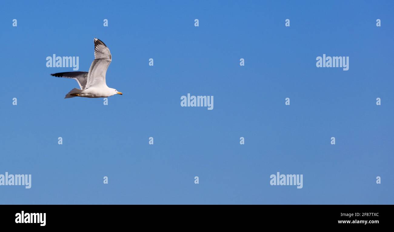 seagull flying with blue sky, space for text Stock Photo - Alamy