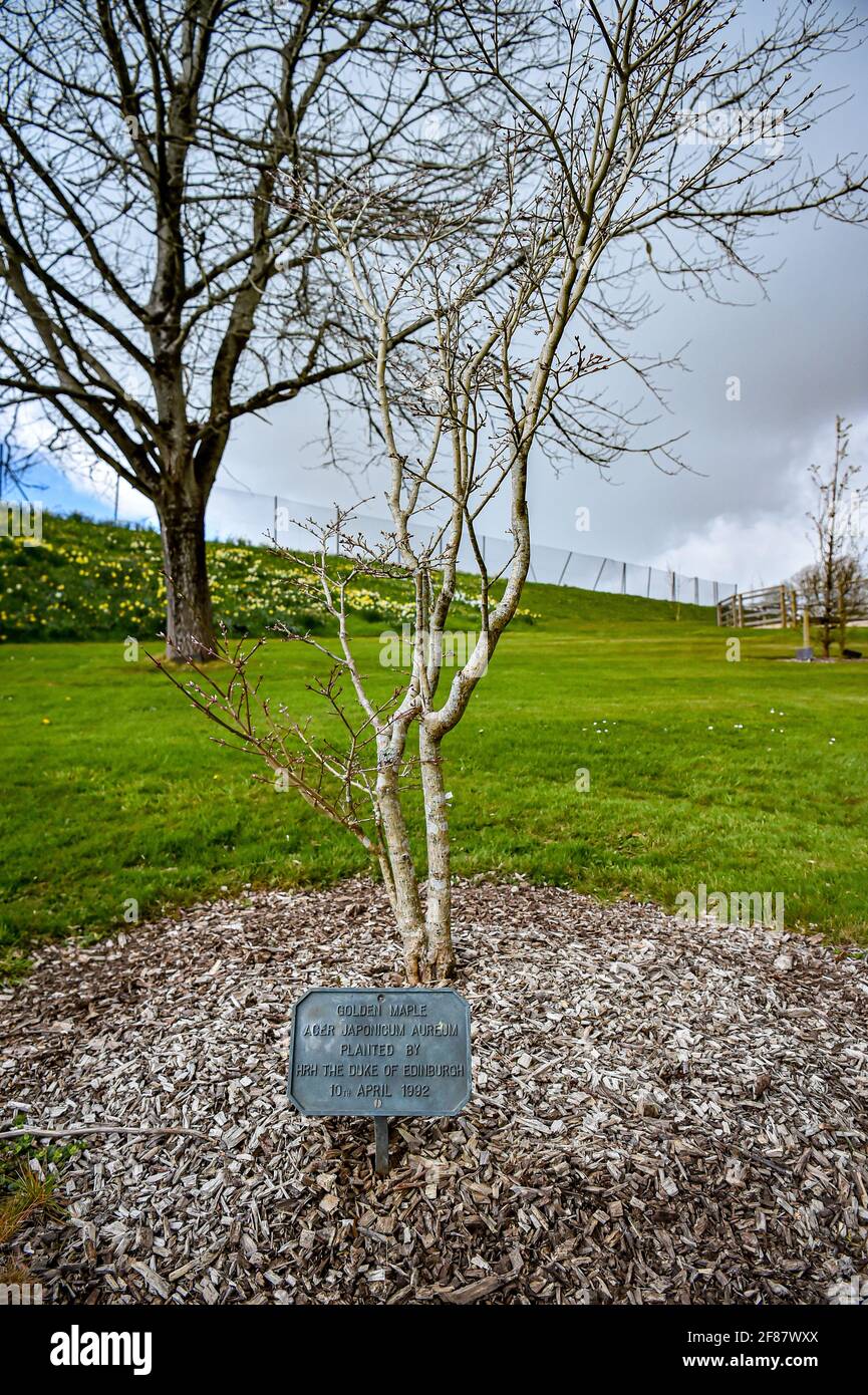 A plaque at the base of a tree planted by HRH The Duke of Edinburgh in ...