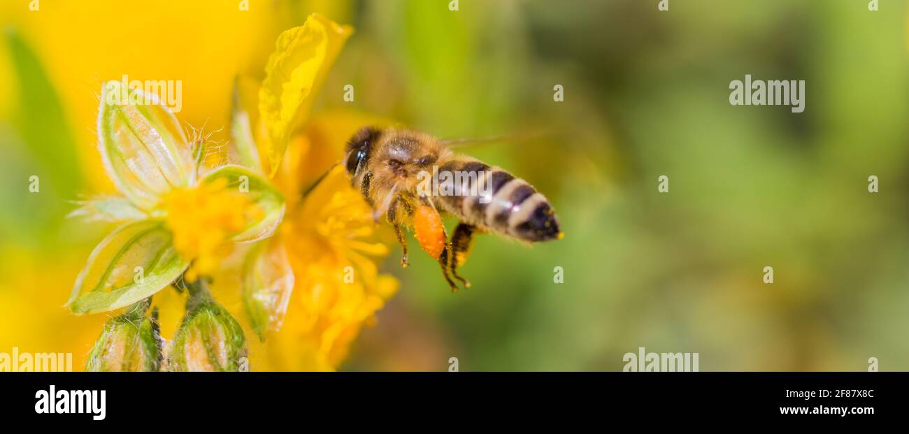 Honey bee with pollen pellets flight to gather nectar flower. Animal ...
