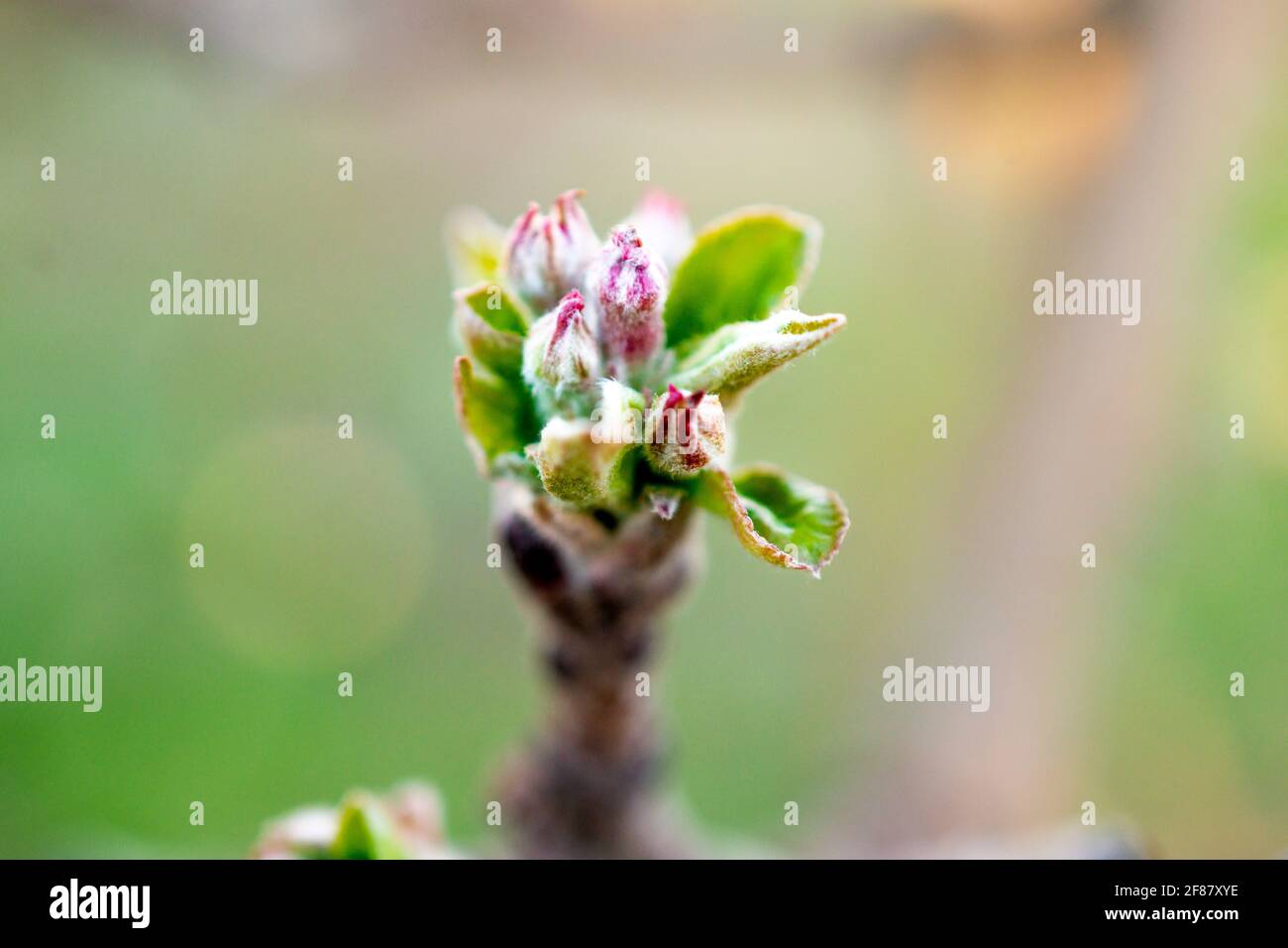 Bud on apple tree hi-res stock photography and images - Alamy