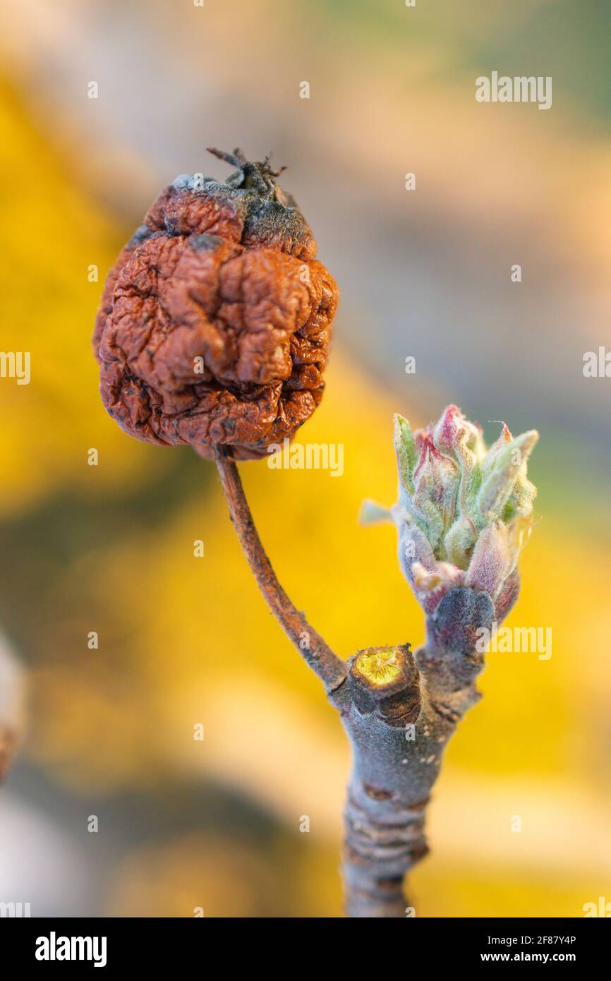 blooming bud and small rotten aplle forgotten in a harvest on an apple ...
