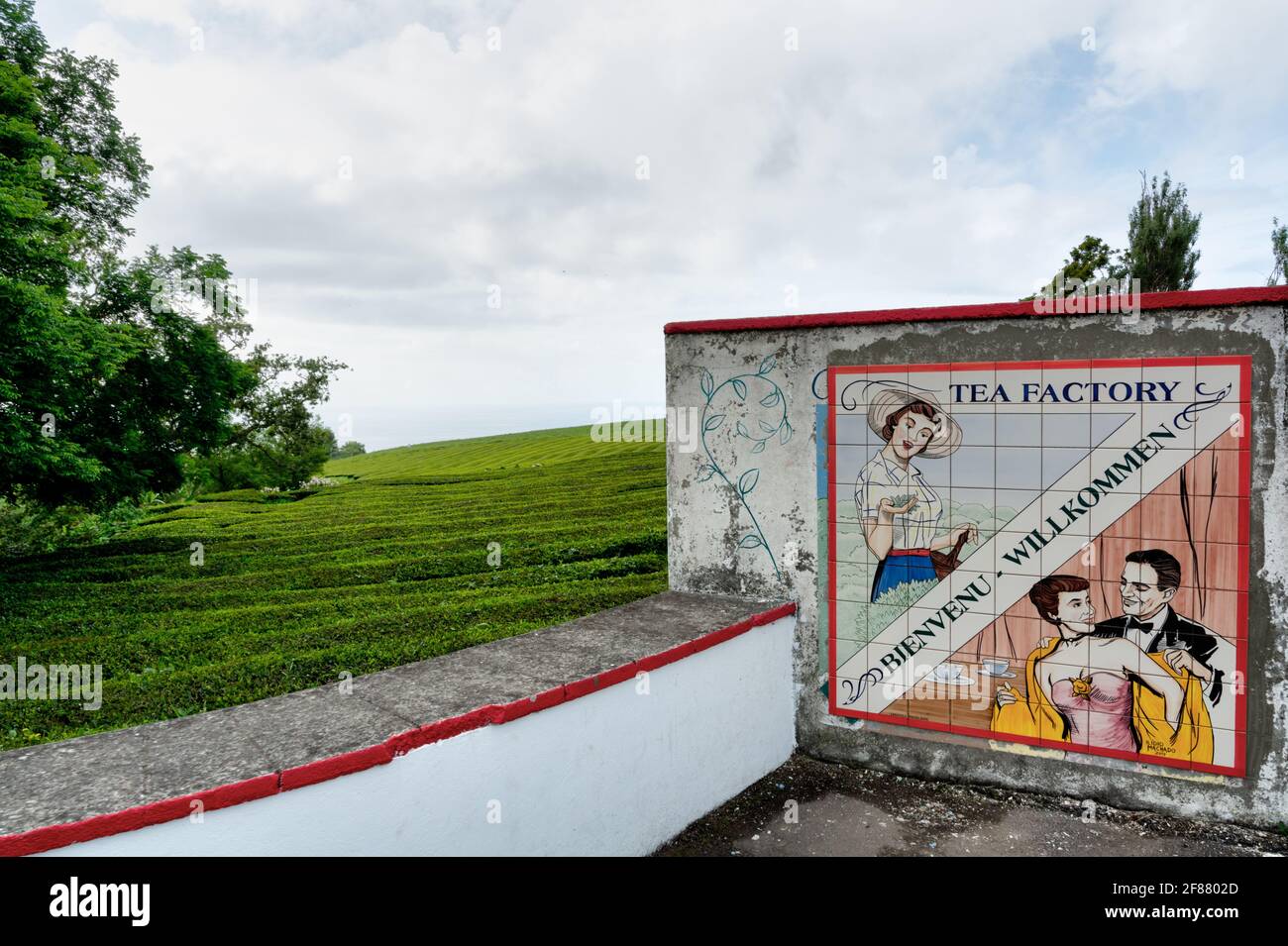 Tea plantation on Sao Miguel island, Azores Stock Photo - Alamy