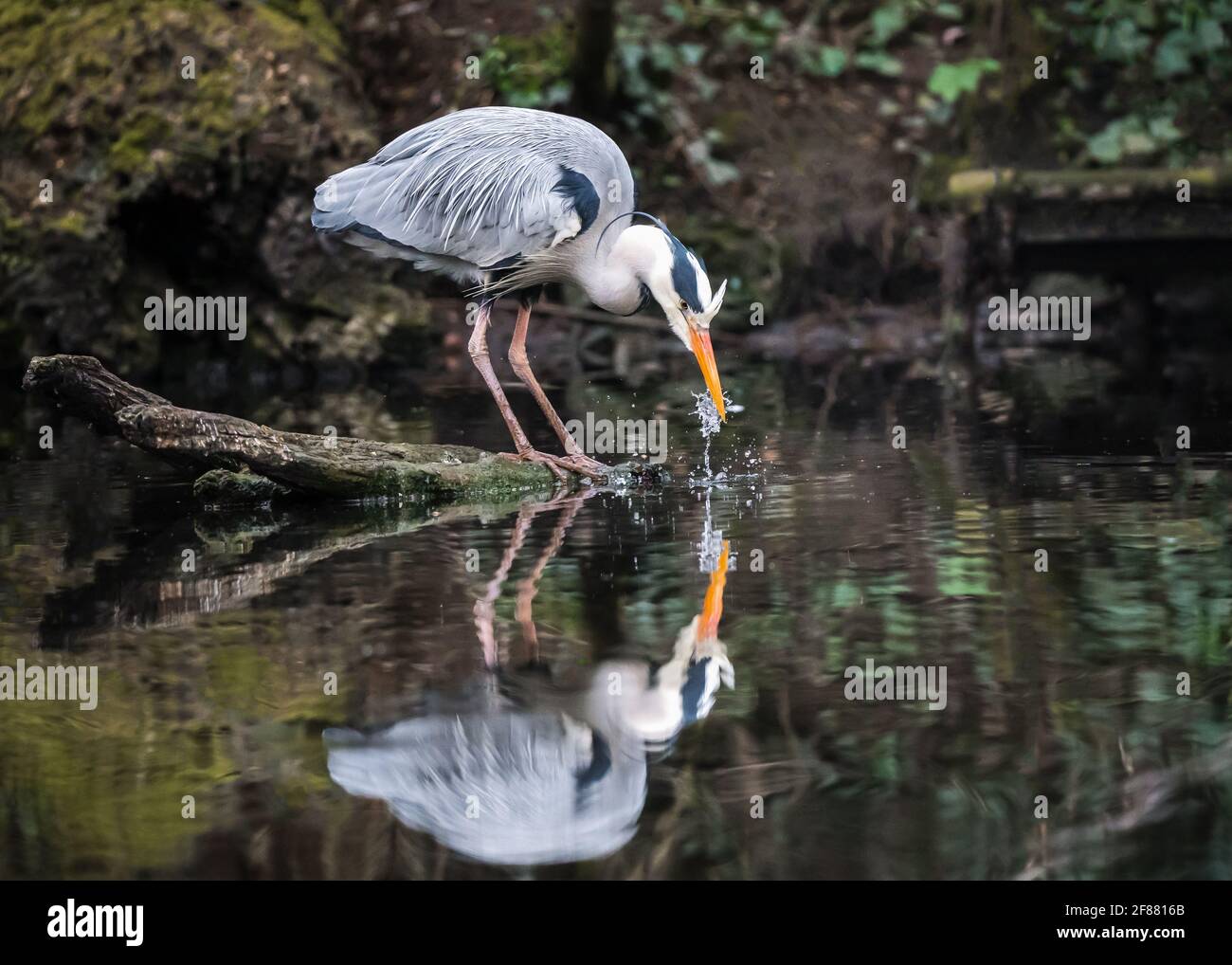Beautiful grey blue large heron stood on log in lake fishing. Big ...
