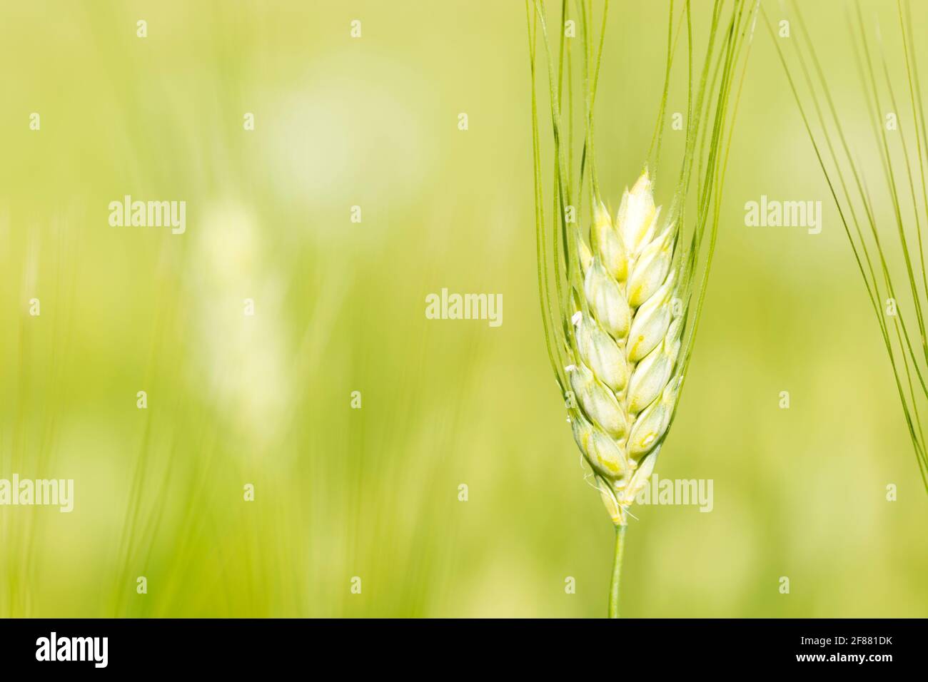 Single unripe barley ear in a field Stock Photo - Alamy