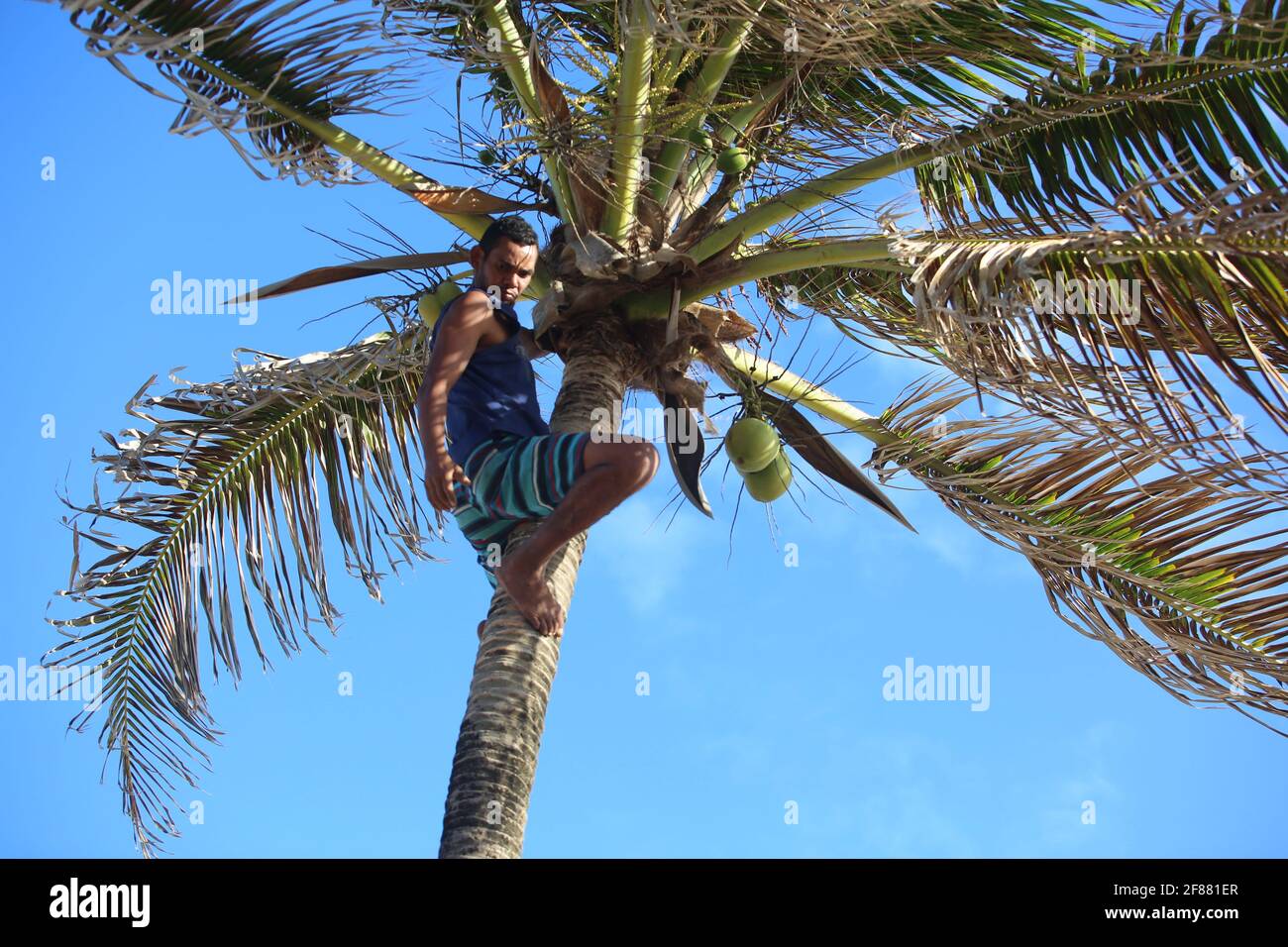 Man Climbing Coconut Tree In High Resolution Stock Photography and ...