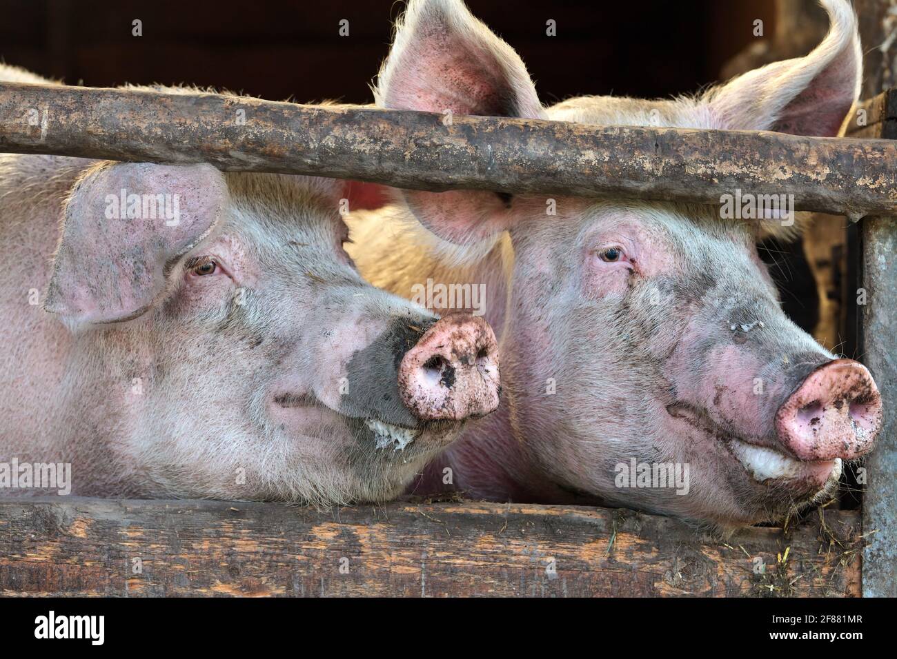 Two large fully grown male pigs in a wooden stable Stock Photo - Alamy