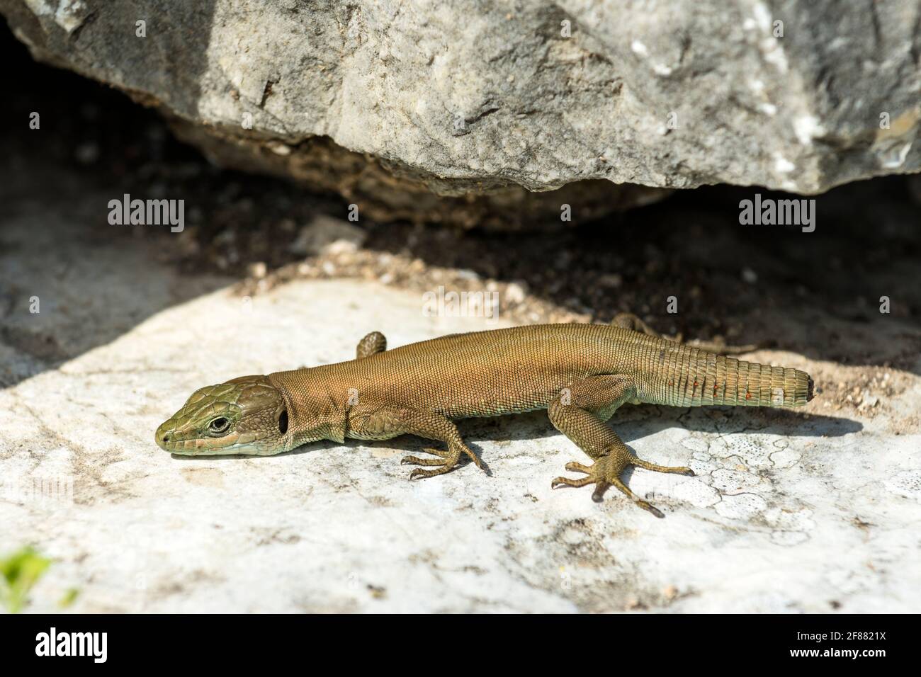 Lebanon lizard (phoenicolacerta laevis) with a cut tail, Lebanon Stock ...