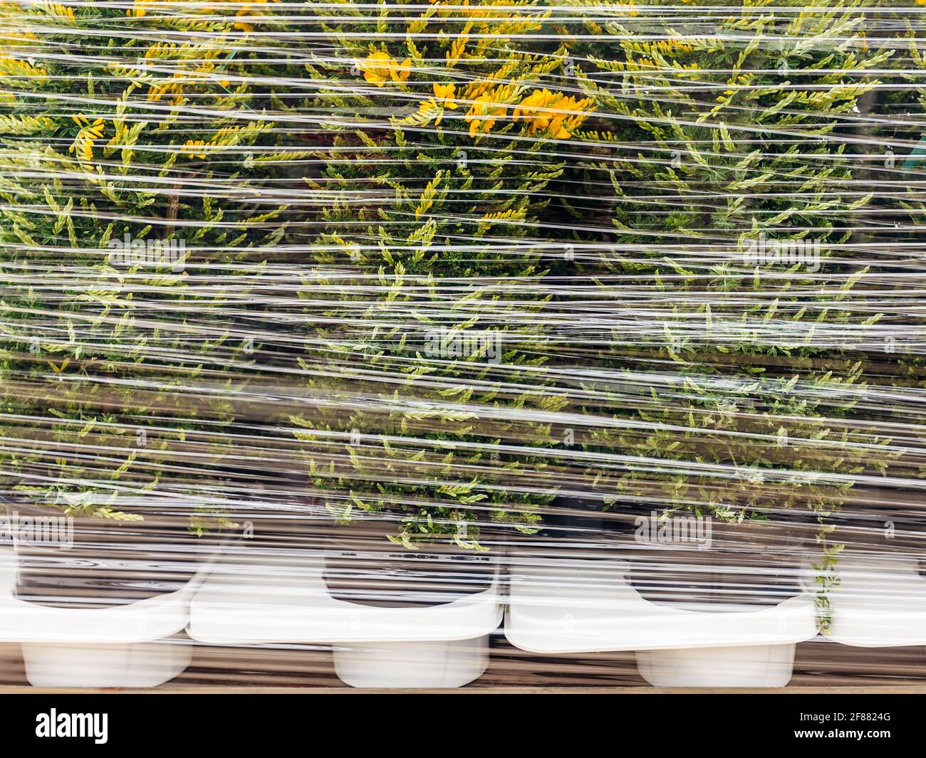 Row of plastic wrapped plants ready for export Stock Photo - Alamy