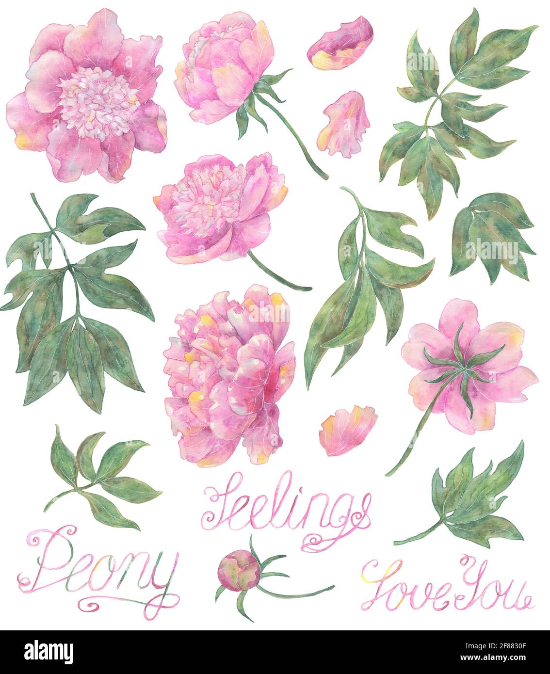 Design floral set with blooming peony flowers and leaves isolated on ...