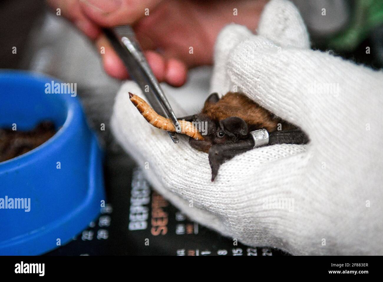 ZAPORIZHZHIA, UKRAINE - APRIL 11, 2021 - A volunteer of the Ukrainian ...
