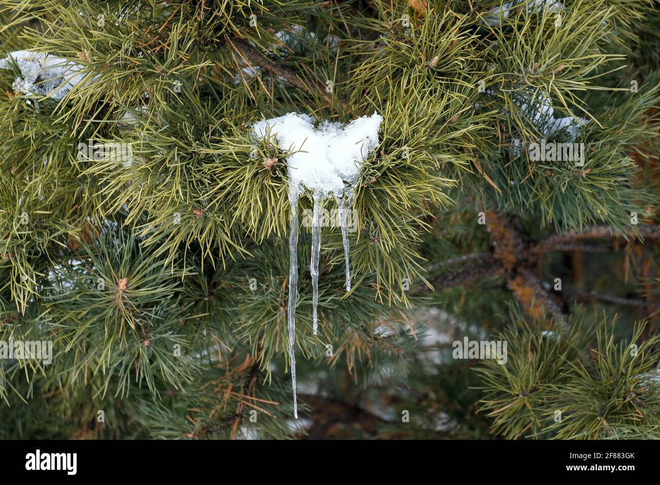 Icicles on a branch of a coniferous tree. Daylight, outside Stock Photo ...