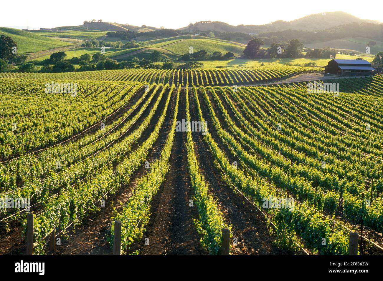 Carneros wine region california hi-res stock photography and images - Alamy