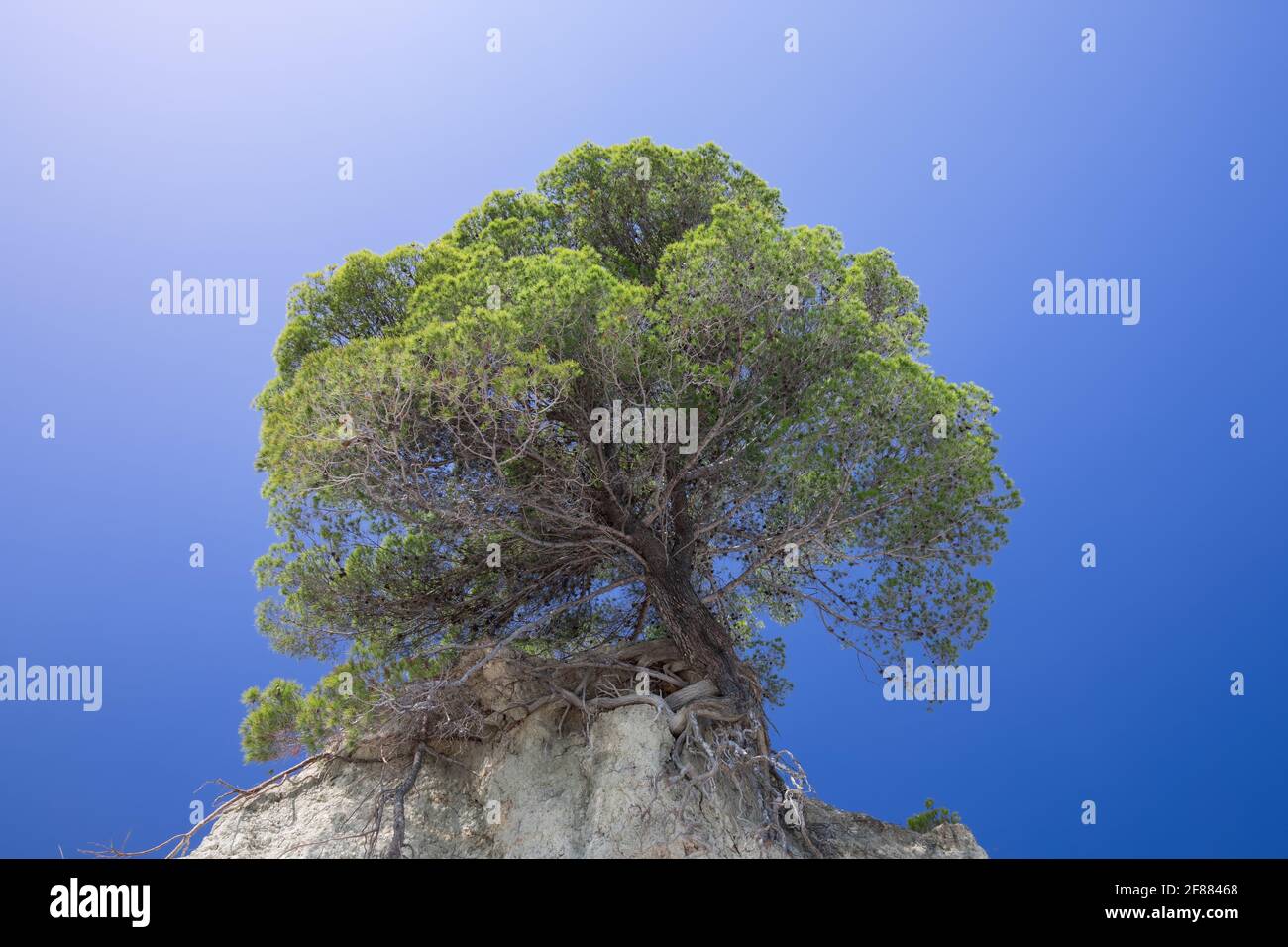 Tree growing rock cliff hi-res stock photography and images - Alamy