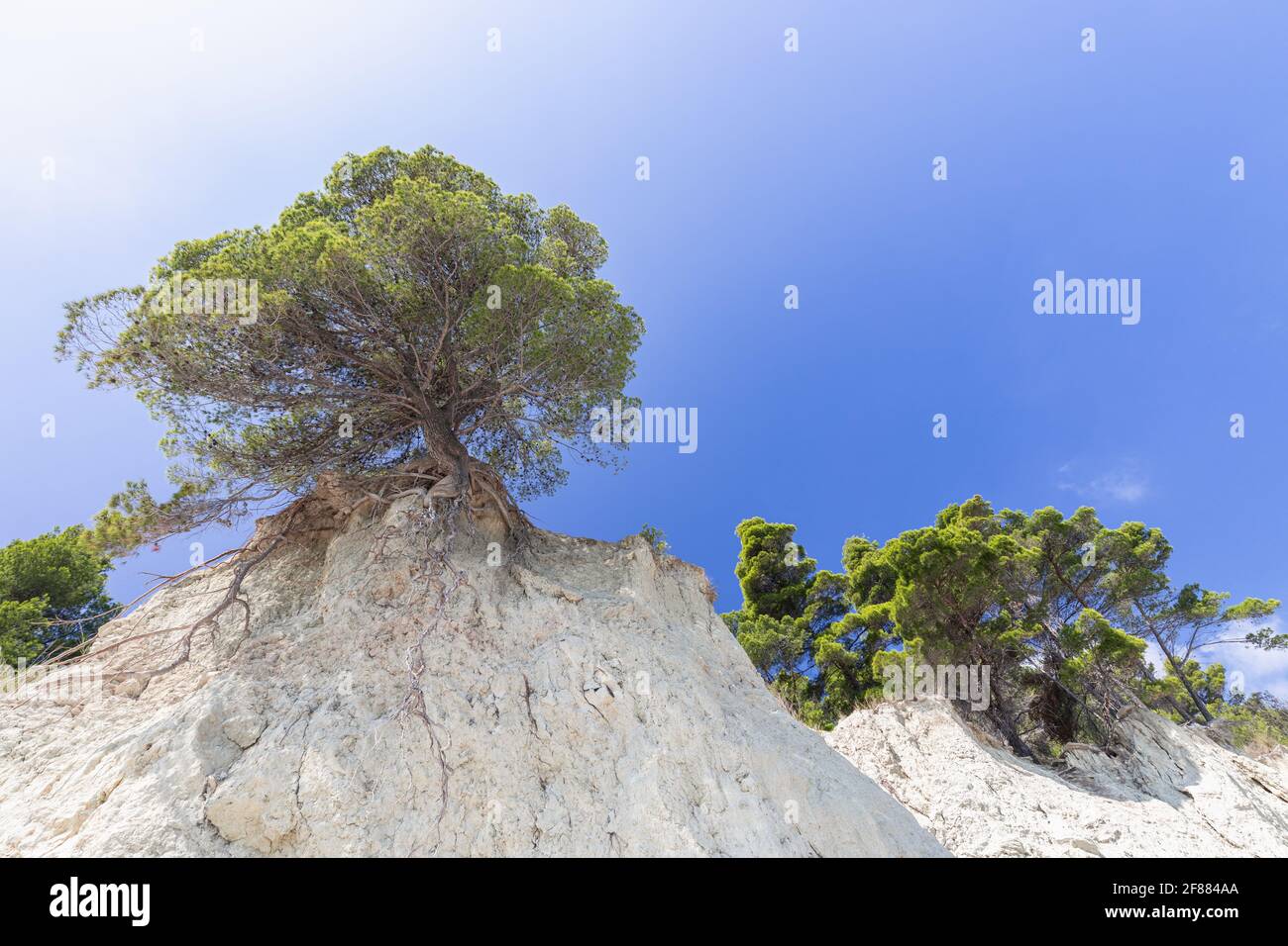Tree growing on edge cliff hi-res stock photography and images - Alamy