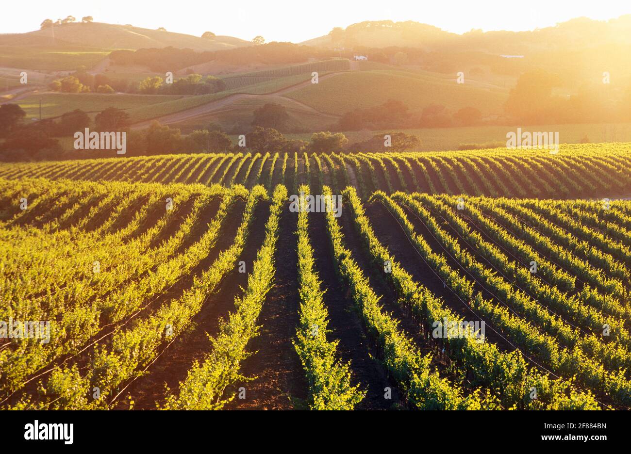 Carneros wine region california hi-res stock photography and images - Alamy