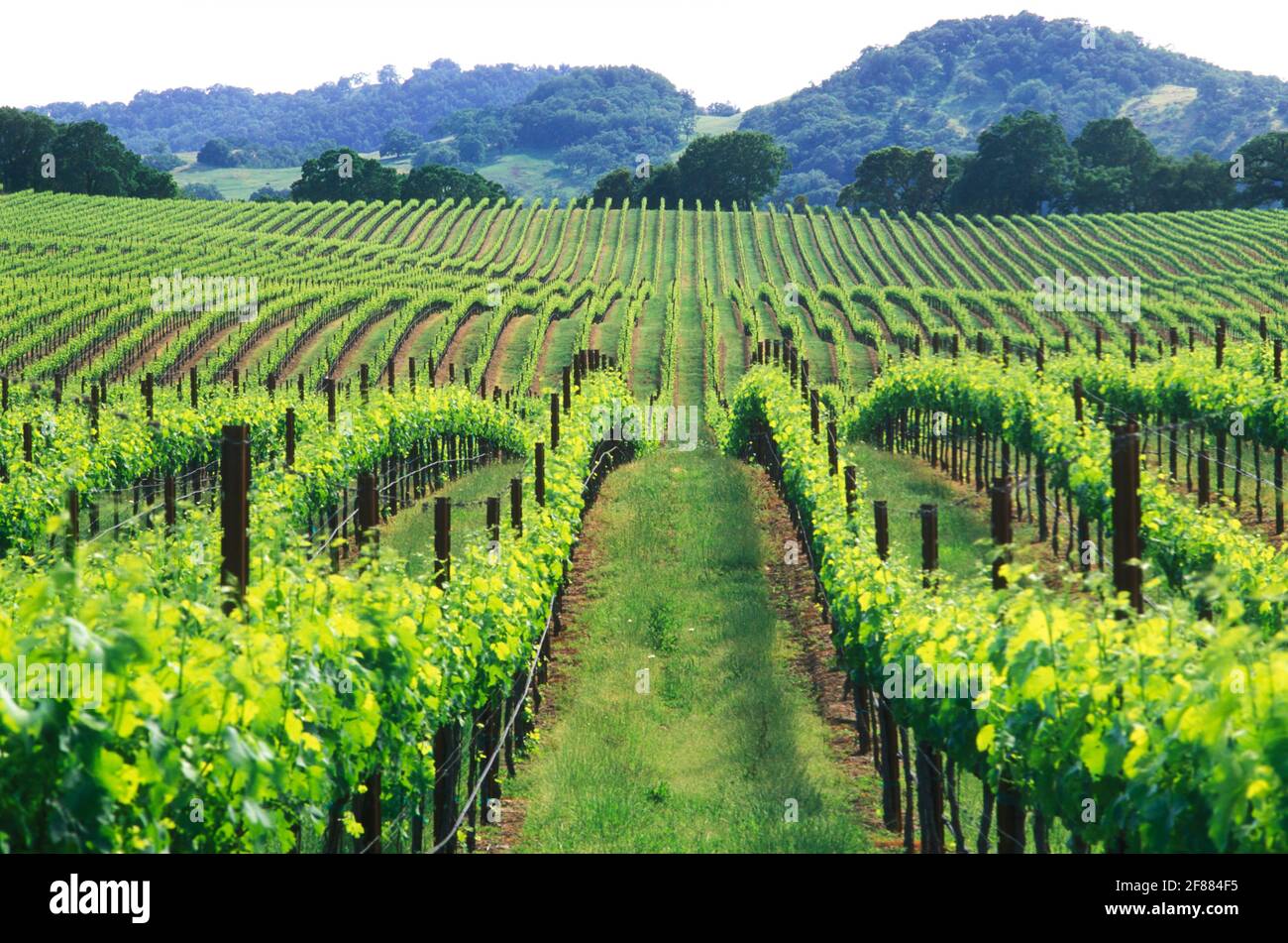 Napa carneros region hi-res stock photography and images - Alamy