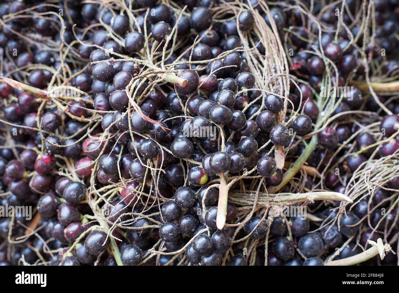 Fresh acai berries - Euterpe oleracea Stock Photo - Alamy