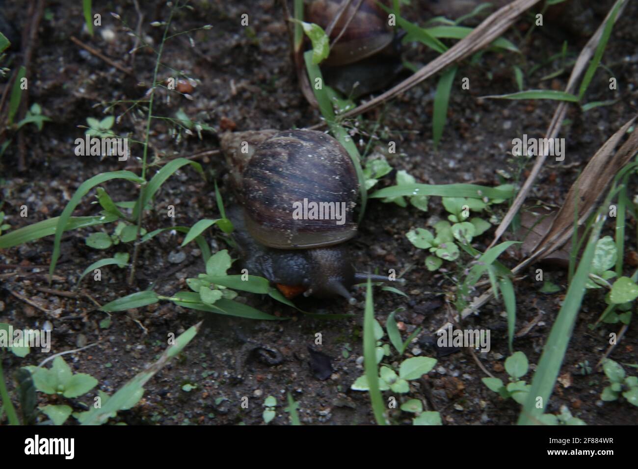 salvador, bahia / brazil - september 6, 2017: The African giant snail ...