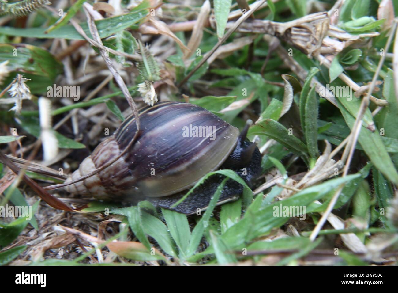 salvador, bahia / brazil - september 6, 2017: The African giant snail ...