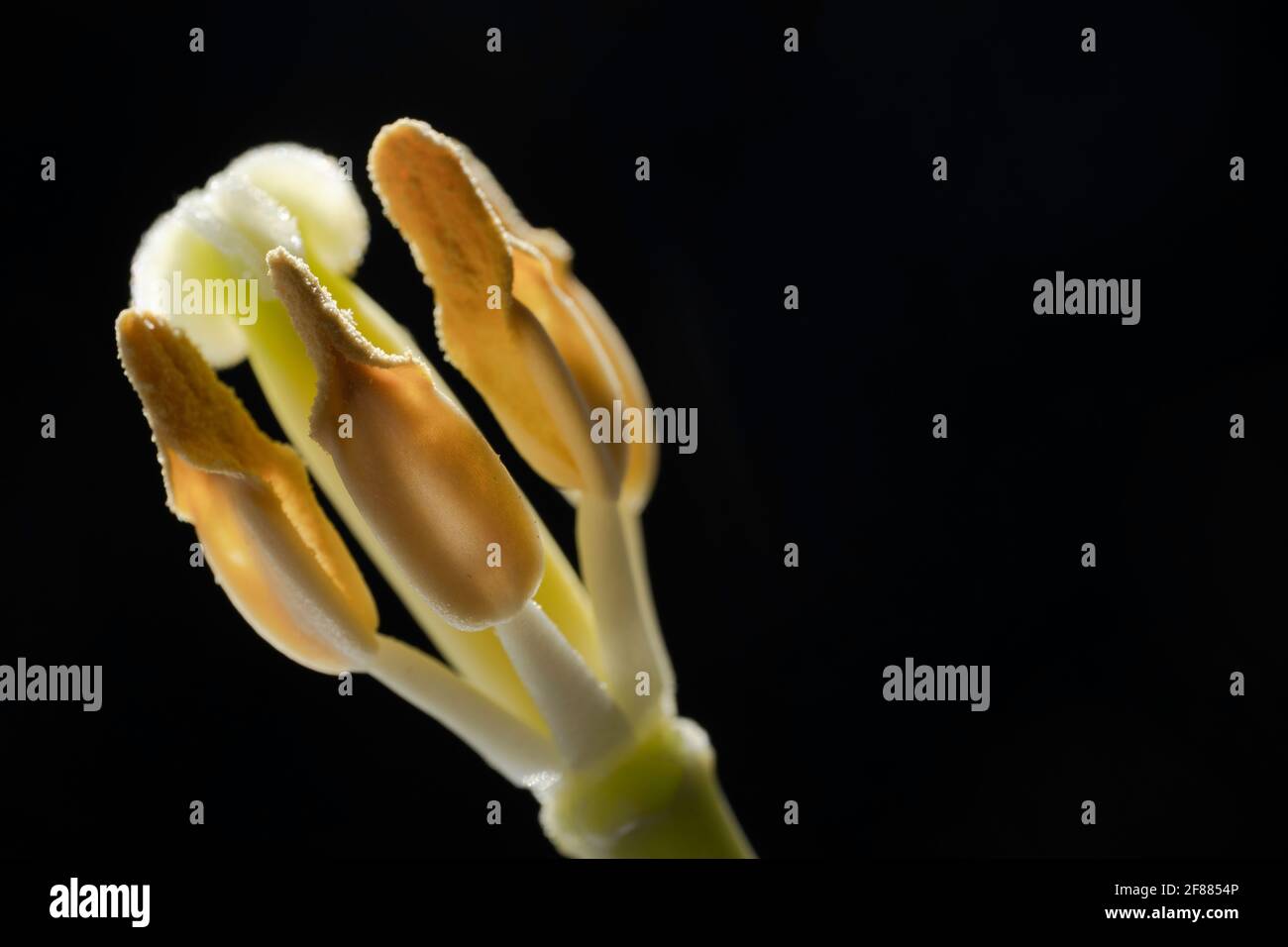 Tulip stamen pistil macro hi-res stock photography and images - Alamy