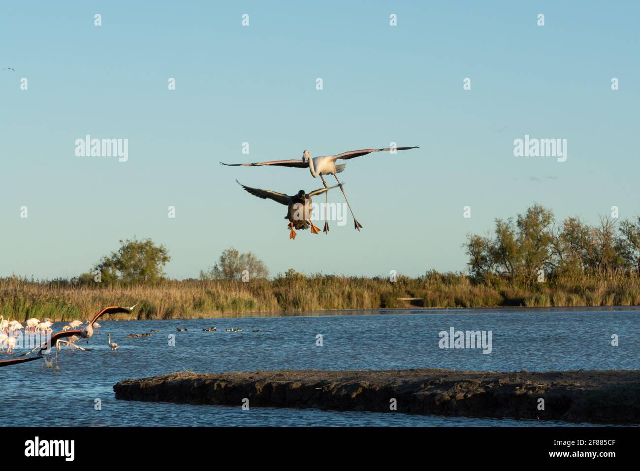Animal chase animal hi-res stock photography and images - Alamy