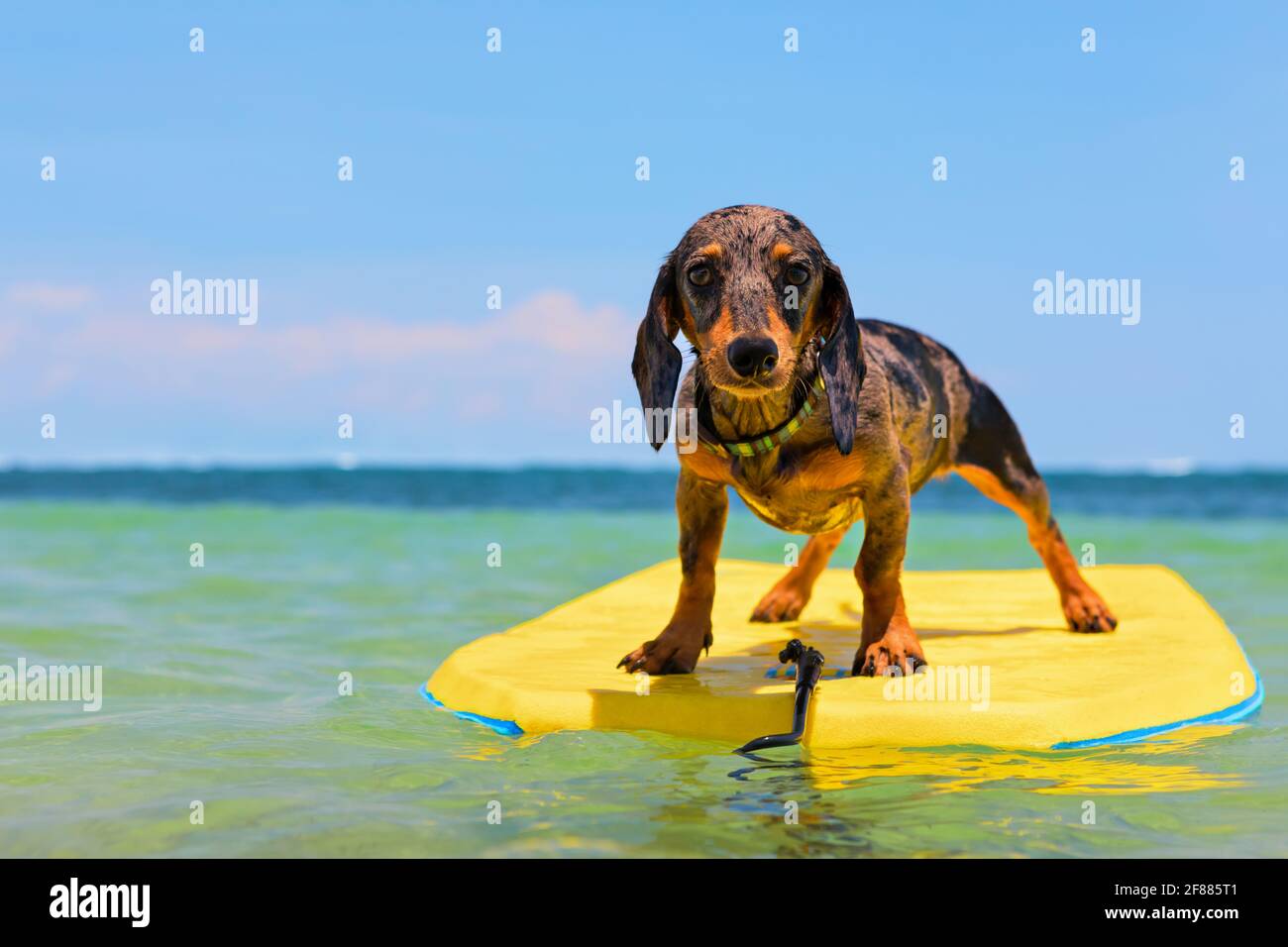 Funny surfer dog have fun riding on bodyboard on sea waves. Active ...