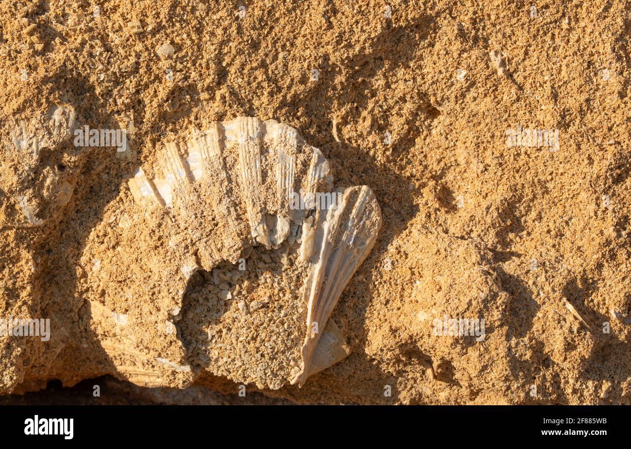 Porous sandstone forms a brown background into which a broken scallop ...