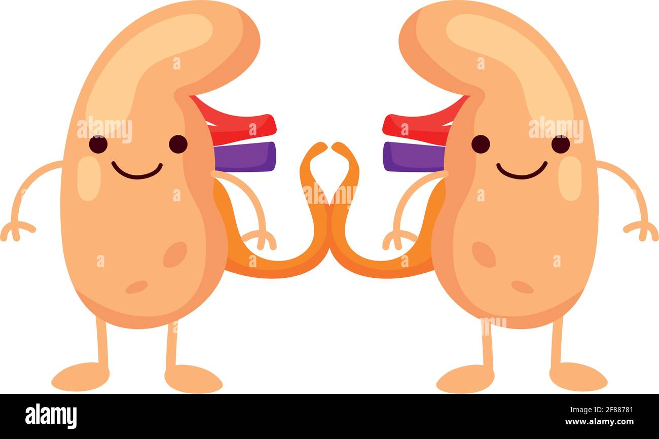 comic organs kidneys Stock Vector Image & Art - Alamy