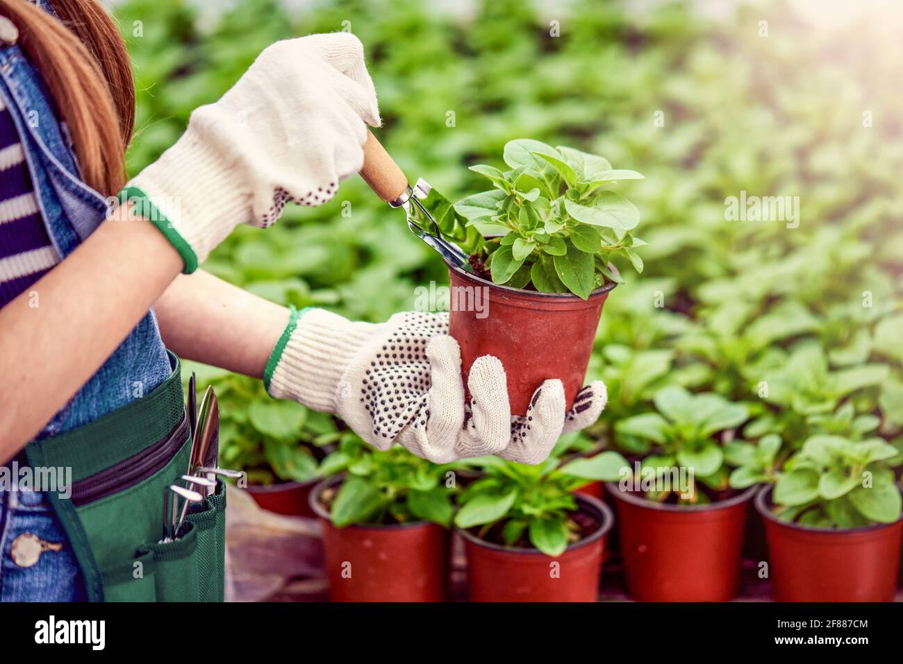 Hand holding garden equipment, pots and flowerpots with flower ...