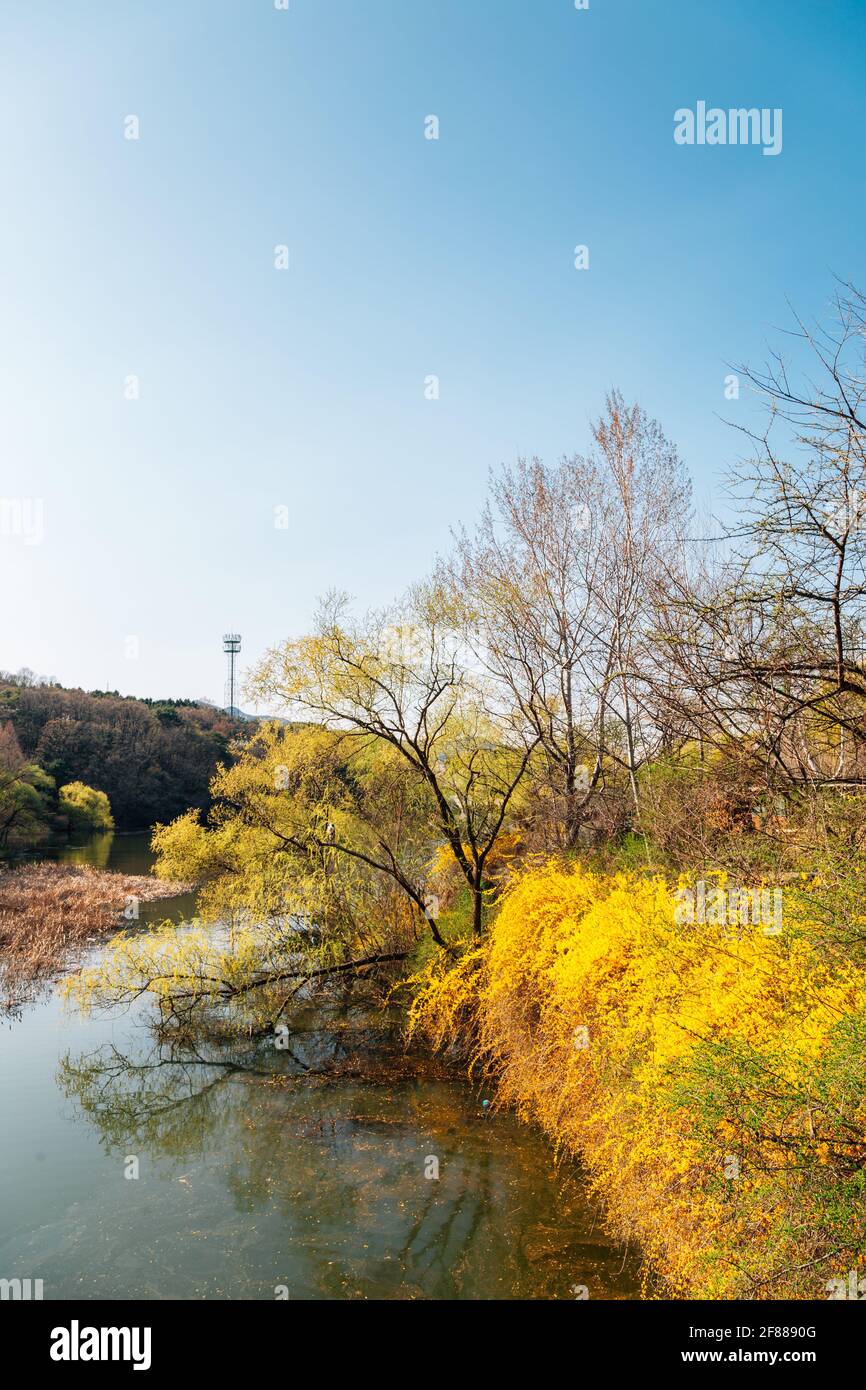 Spring of Seoul grand park in Gwacheon, Korea Stock Photo - Alamy