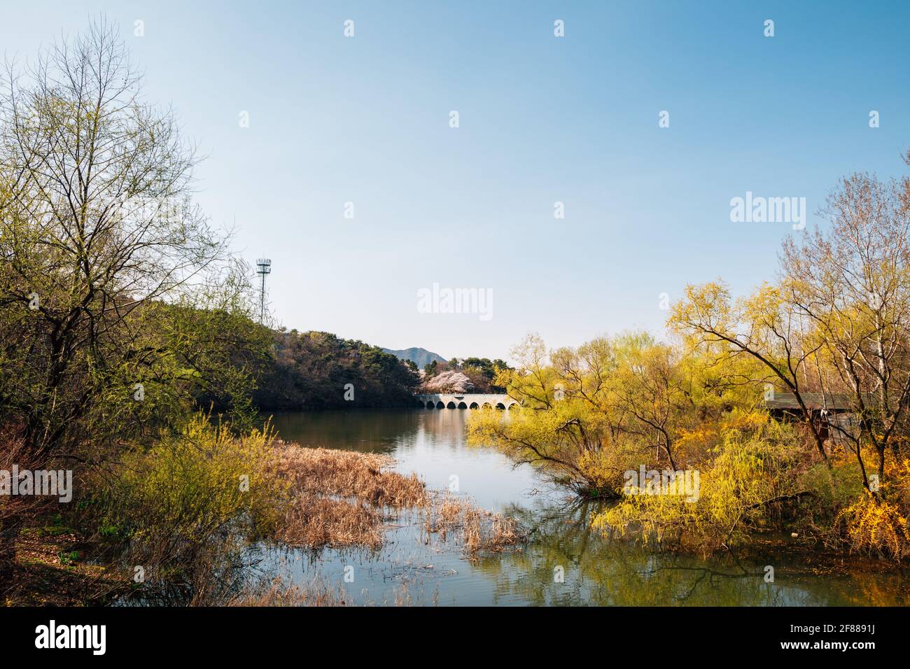 Spring of Seoul grand park in Gwacheon, Korea Stock Photo - Alamy