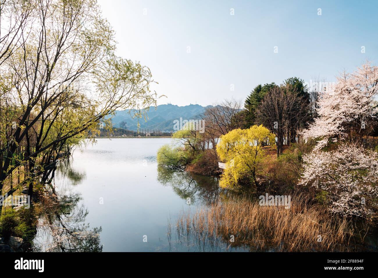 Spring of Seoul grand park in Gwacheon, Korea Stock Photo - Alamy