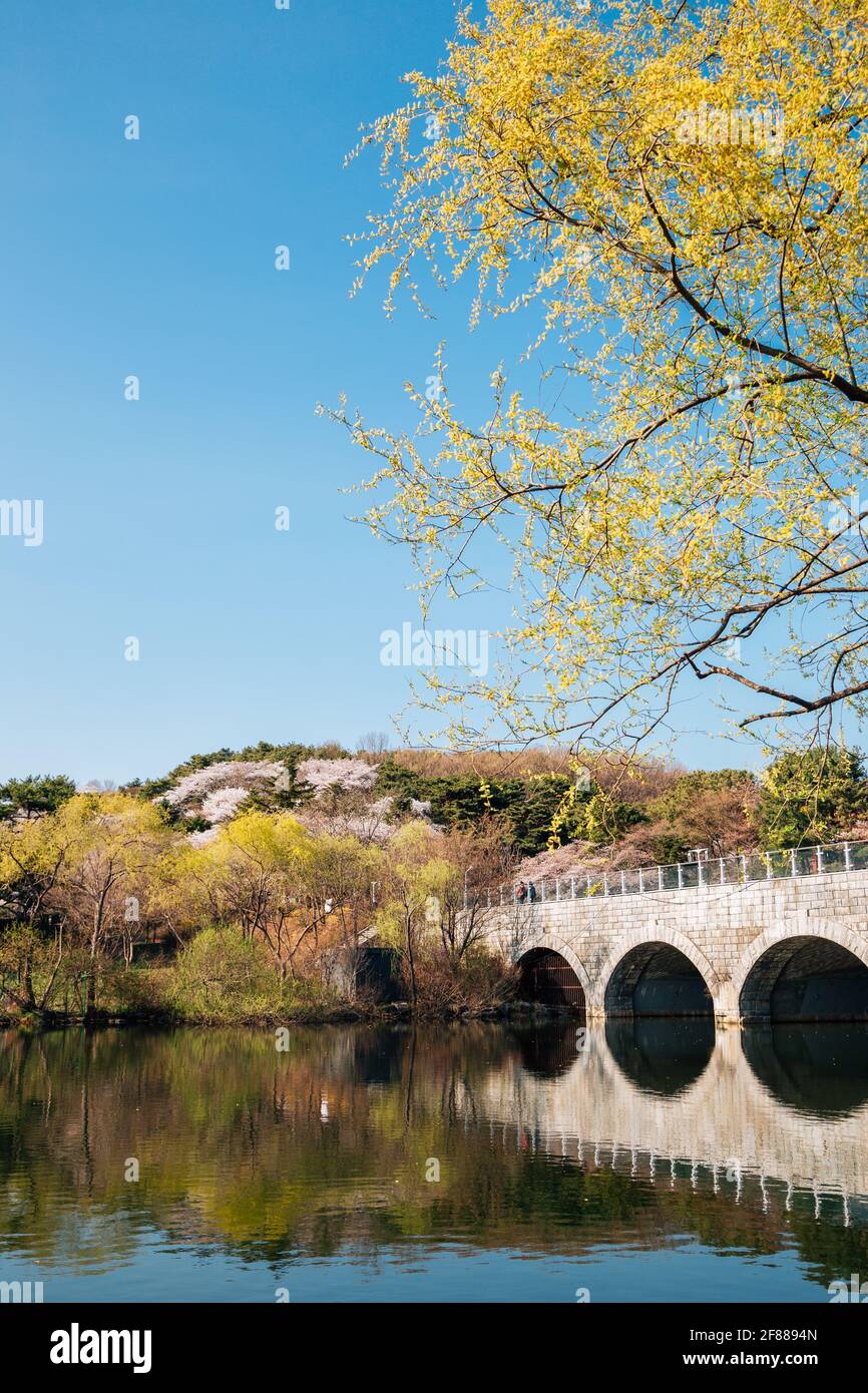 Spring of Seoul grand park in Gwacheon, Korea Stock Photo - Alamy