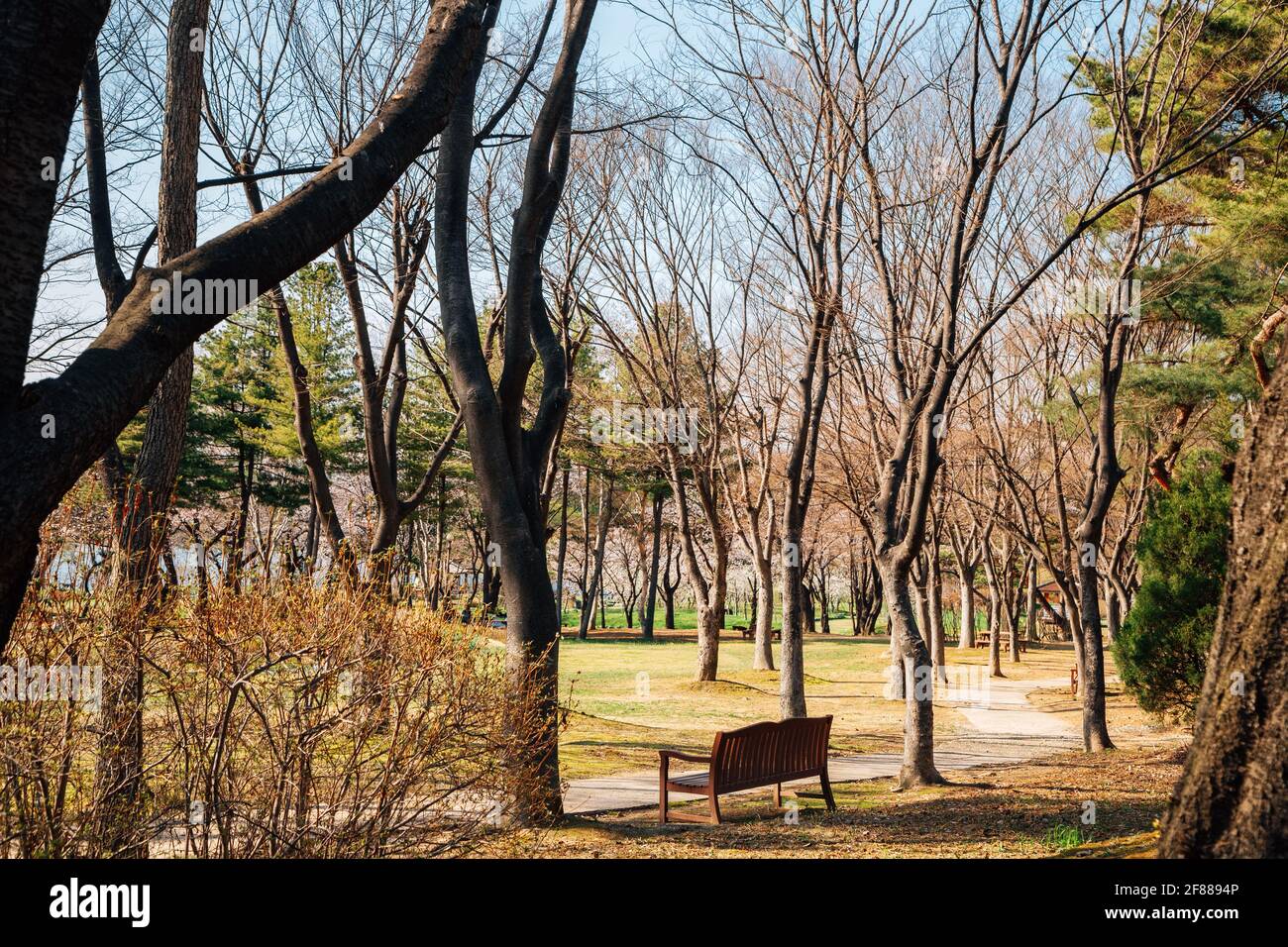 Spring of Seoul grand park in Gwacheon, Korea Stock Photo - Alamy