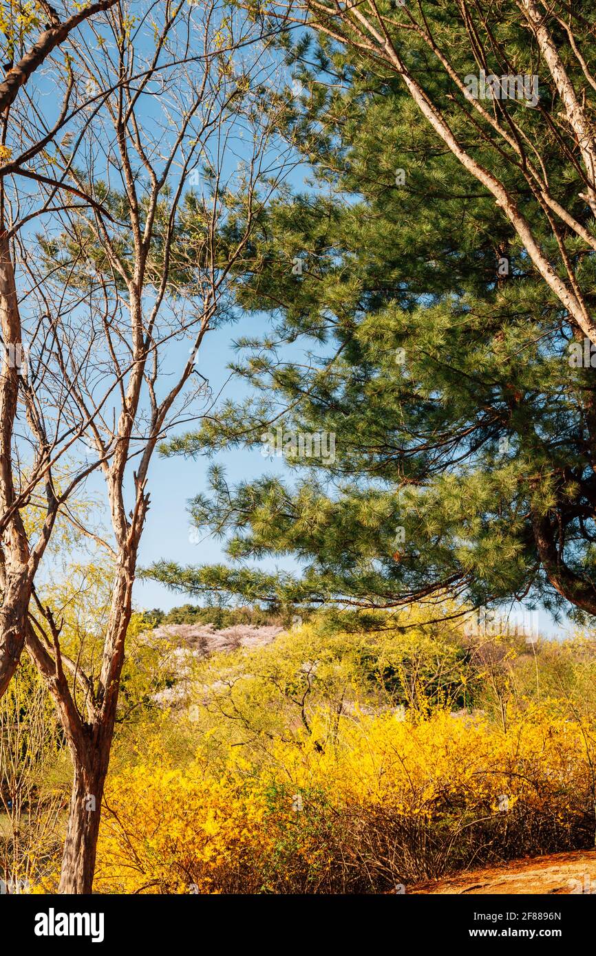 Spring of Seoul grand park in Gwacheon, Korea Stock Photo - Alamy