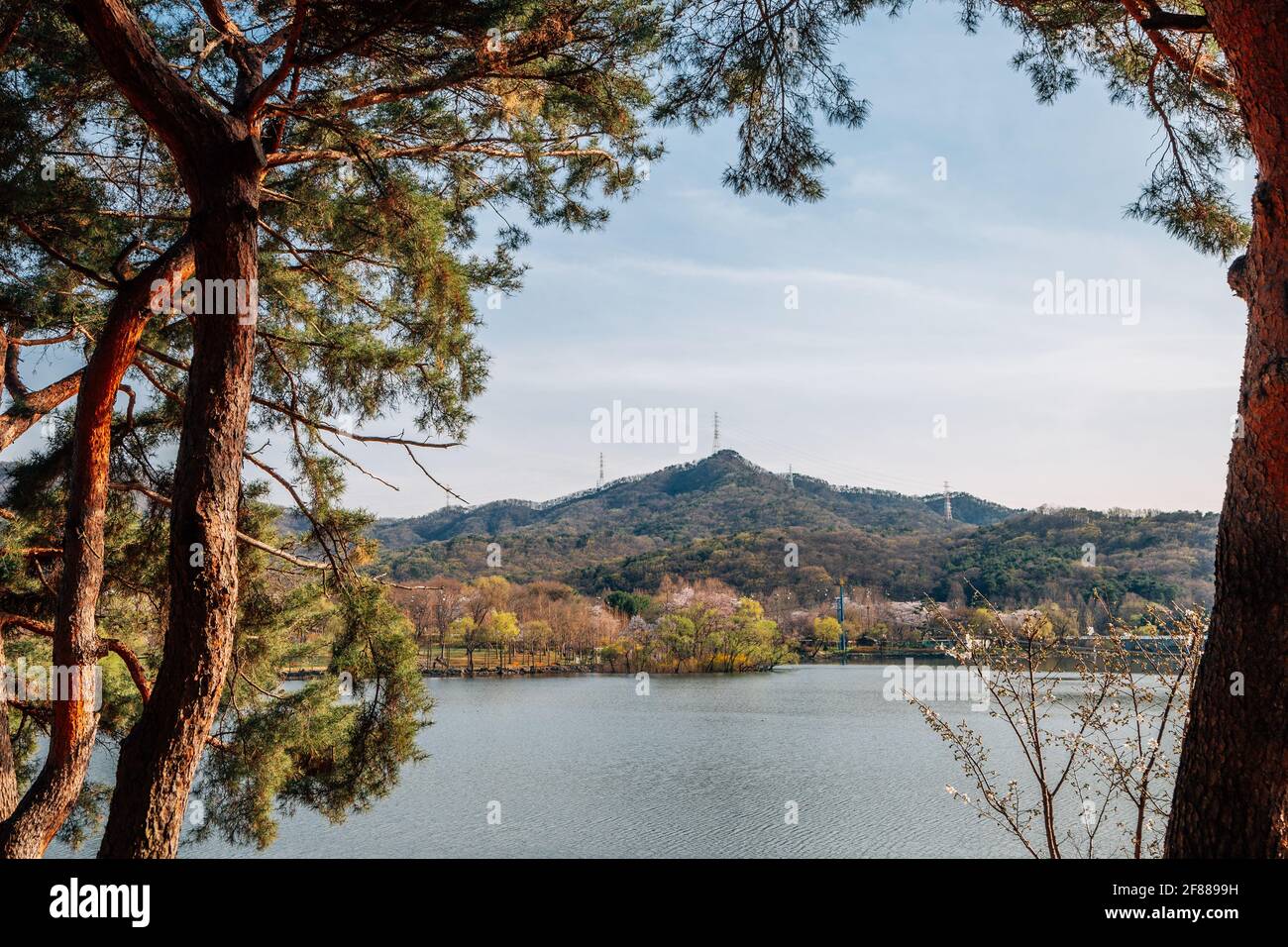 Spring of Seoul grand park in Gwacheon, Korea Stock Photo - Alamy