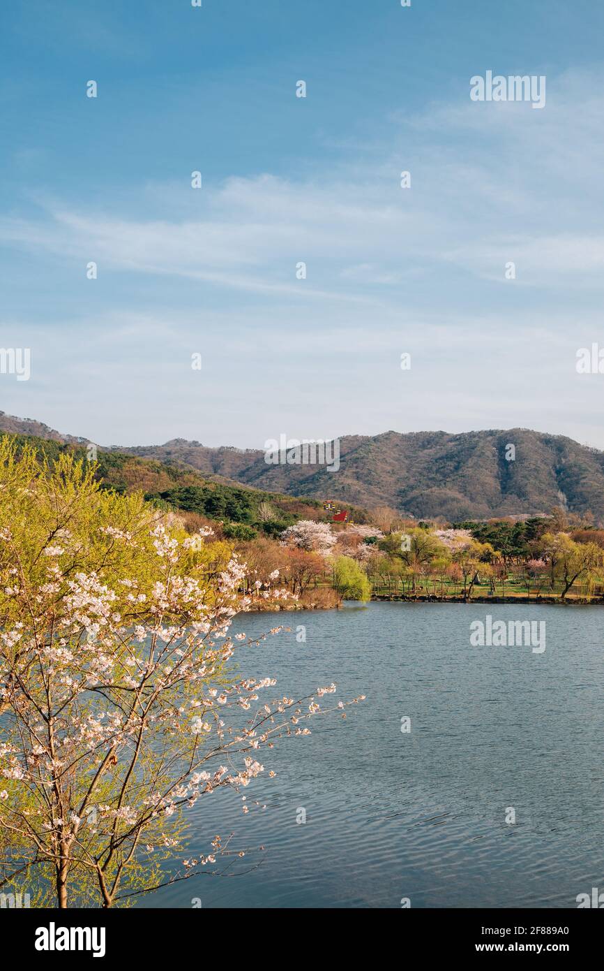 Spring of Seoul grand park in Gwacheon, Korea Stock Photo - Alamy