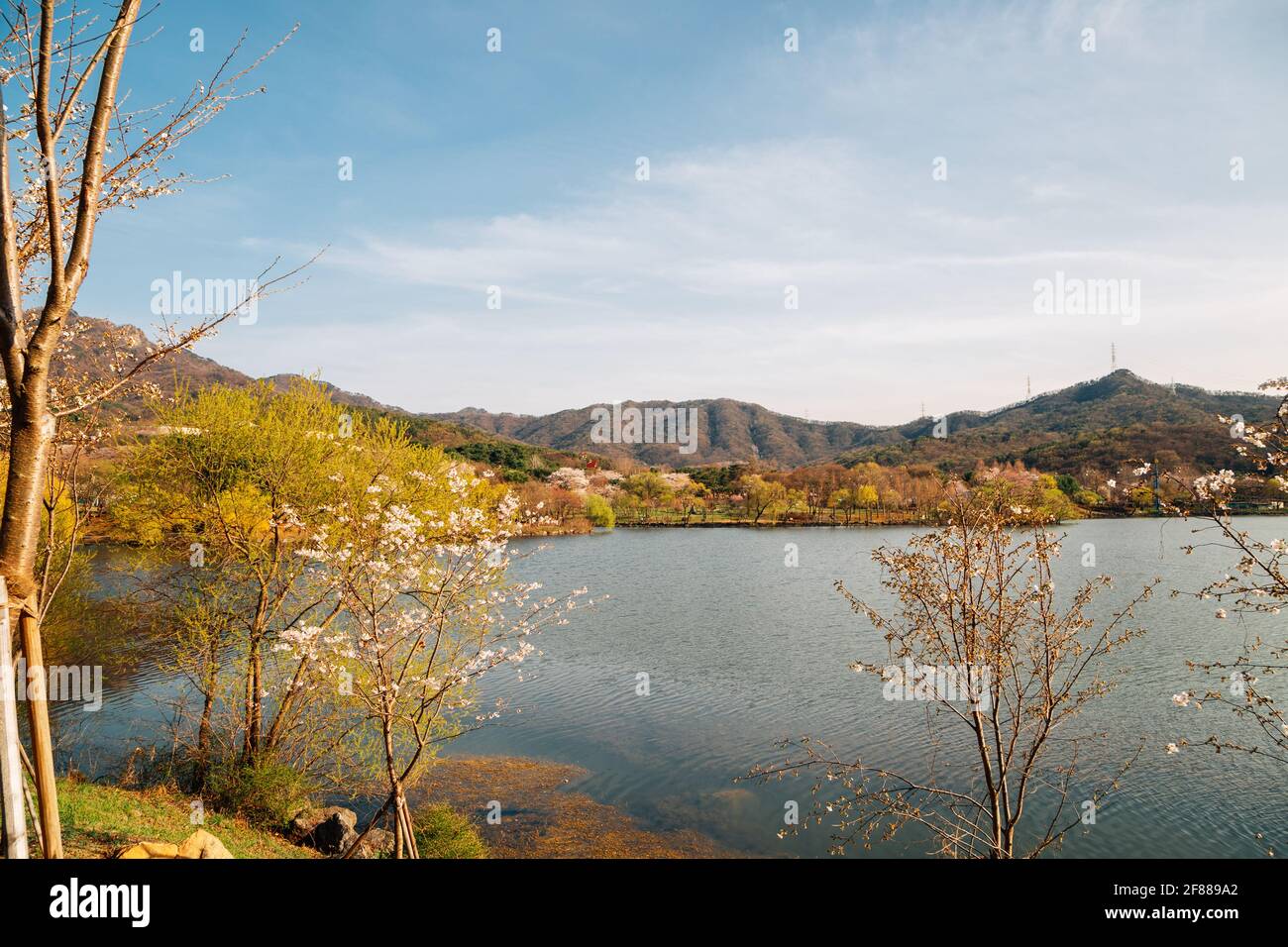 Spring of Seoul grand park in Gwacheon, Korea Stock Photo - Alamy