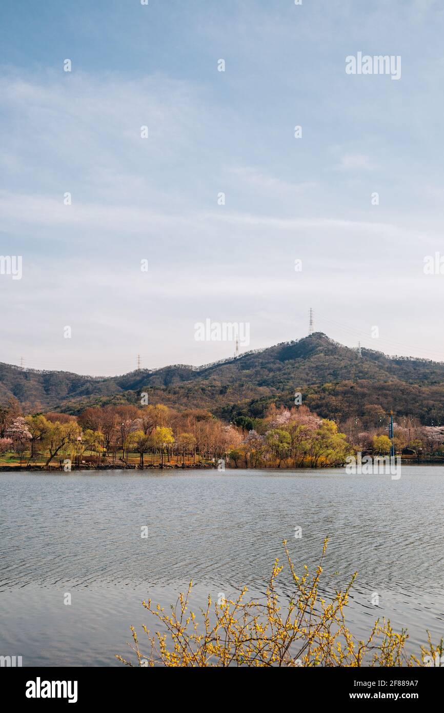 Spring of Seoul grand park in Gwacheon, Korea Stock Photo - Alamy