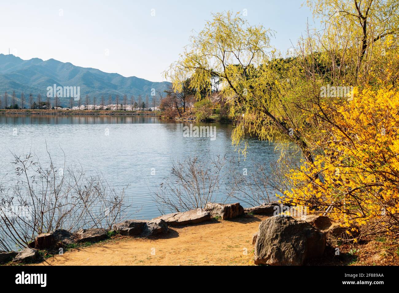 Spring of Seoul grand park in Gwacheon, Korea Stock Photo - Alamy