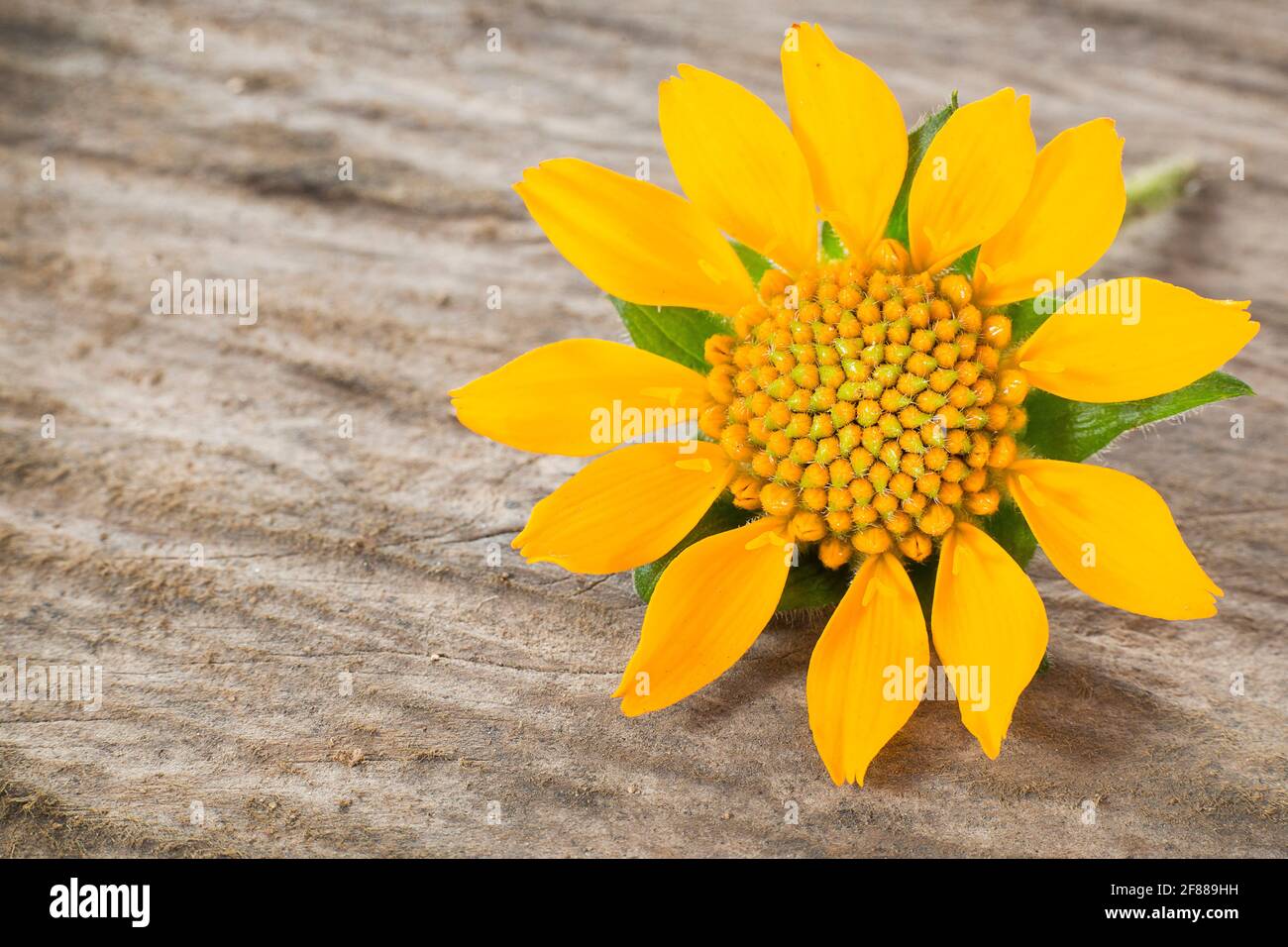 Yacon flower - Smallanthus sonchifolius Stock Photo - Alamy