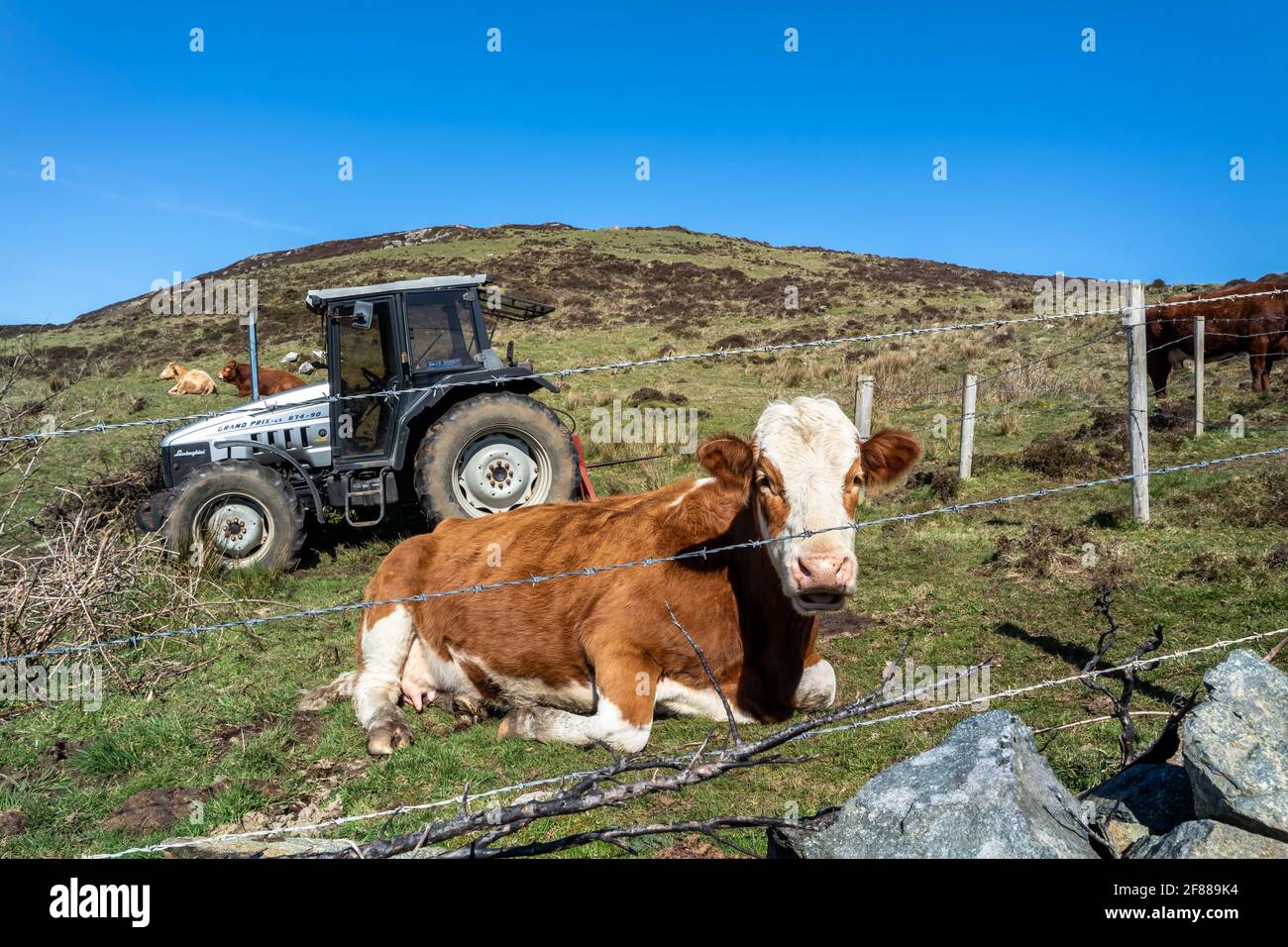 DONEGAL, IRELAND - APRIL 03 2021 : Brown cow resting in field behind ...
