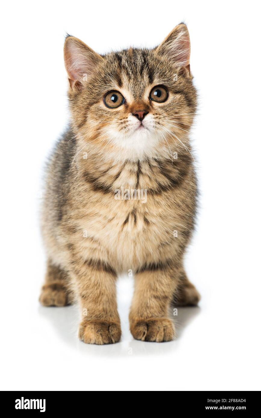 Cute kitten isolated on white Stock Photo - Alamy