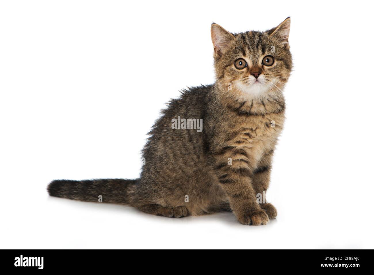 Cute kitten isolated on white Stock Photo - Alamy