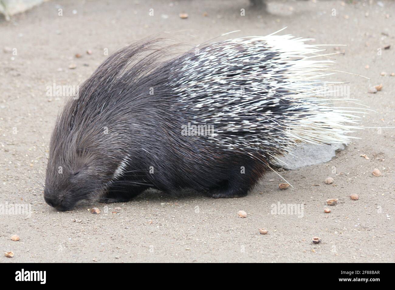 Porcupine (Hystricidae) is a rodent with quills Stock Photo - Alamy